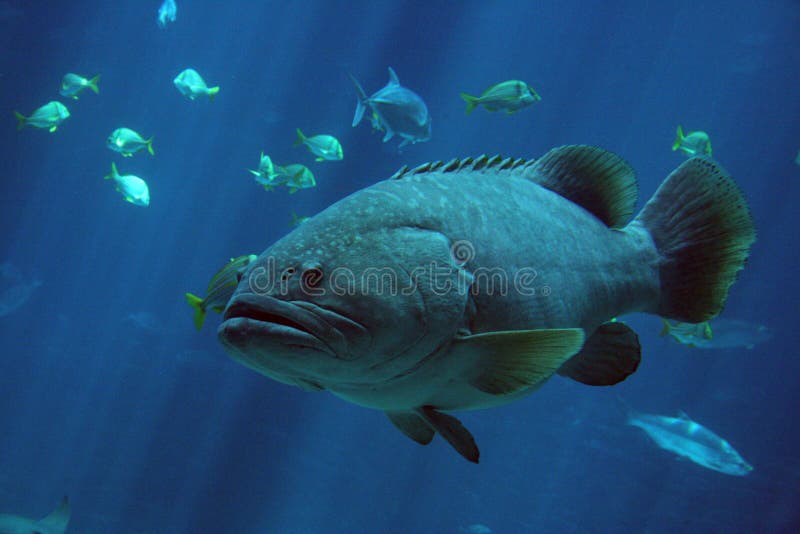 Giant Grouper Fish stock photo. Image of tarpon, jacks - 5276450