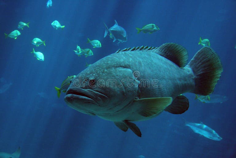 Giant Grouper Fish stock photo. Image of tarpon, jacks - 5276450