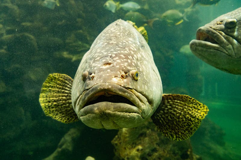 The Giant Grouper Fish in Aquarium Stock Image - Image of diving, fish ...