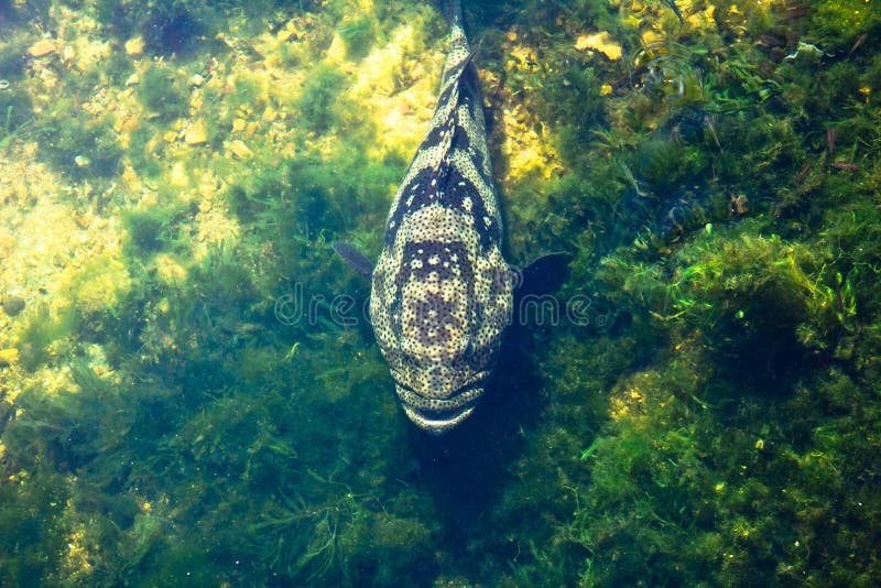 Giant grouper fish stock image. Image of ocean, life - 30853455