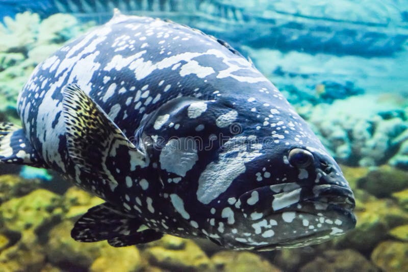Giant Grouper Humpback Grouperpanther Grouper Stock Image - Image of ...