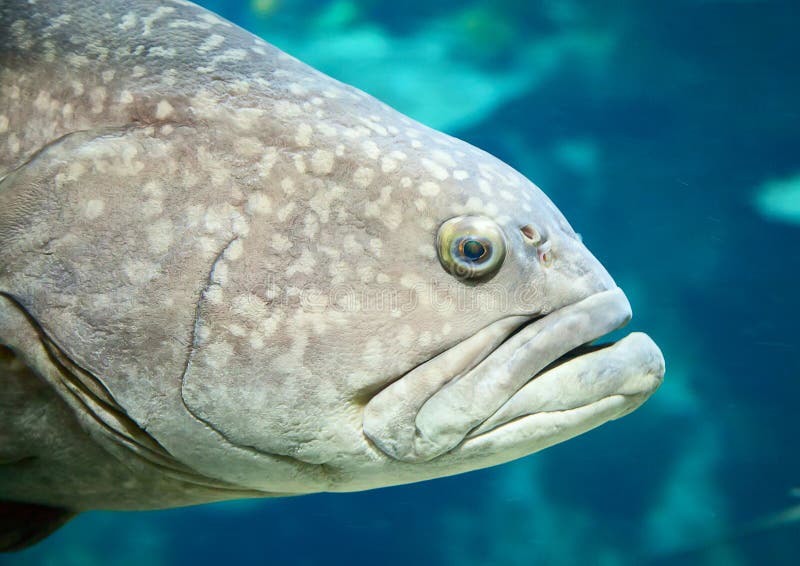 Giant Grouper stock photo. Image of nature, grouper, tropical - 202436
