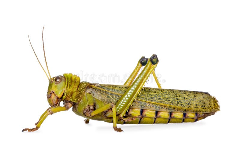 Giant Guianas Locust Against White Background Stock Photo - Image of ...