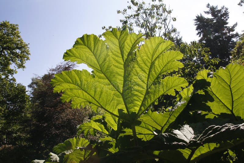 Giant Gunnera plants stock image. Image of green, nature - 73224001