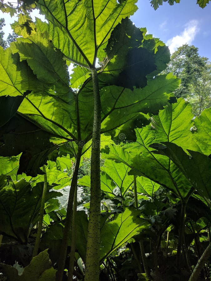 Gunnera plants stock image. Image of chlorophyll, foliage - 103186133