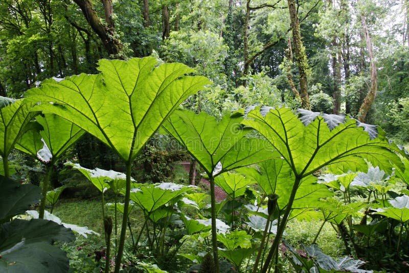 Giant Gunnera plants stock image. Image of green, nature - 73224001