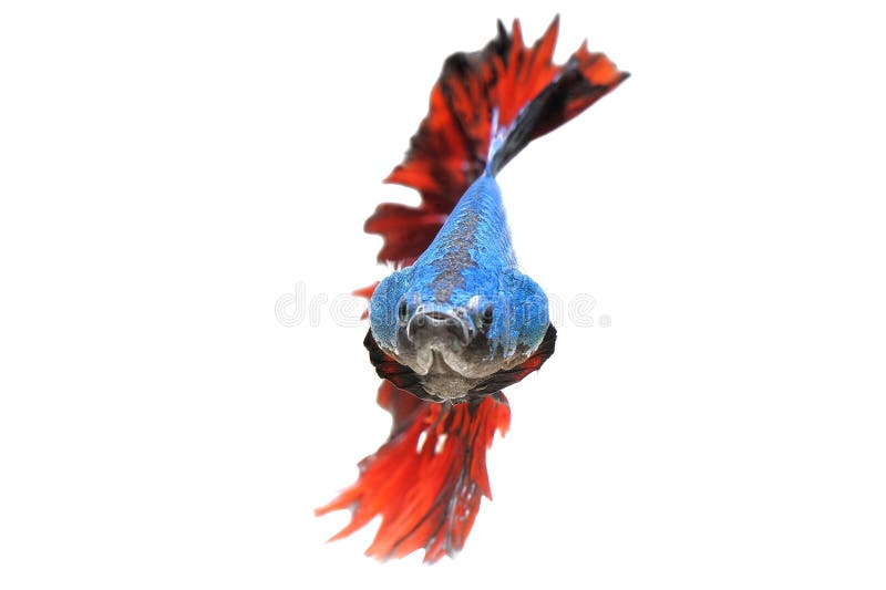 Giant Halfmoon Fighting Fish Stock Image - Image of animal, nature ...
