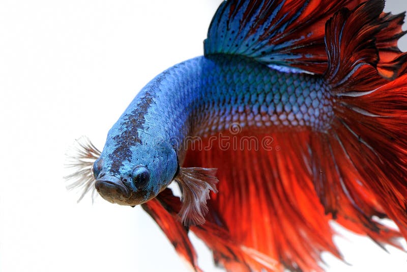 Sea Creatures at the Georgia Aquarium USA with Scuba Divers in Tank ...
