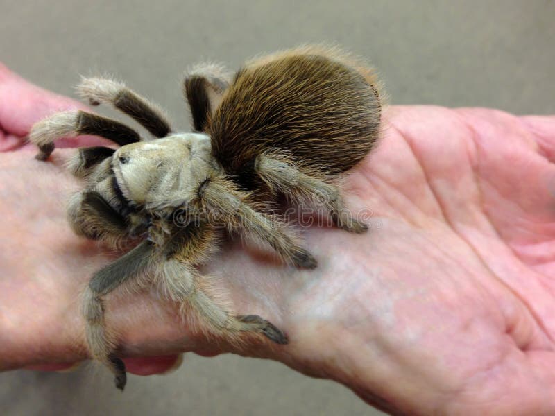Giant Harry Spider! stock image. Image of tarantula - 119728327