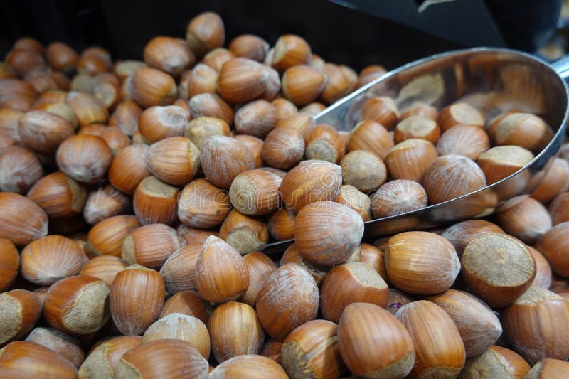 Giant Hazelnuts Harvested Fresh in the Field. Organic Nuts Stock Photo ...