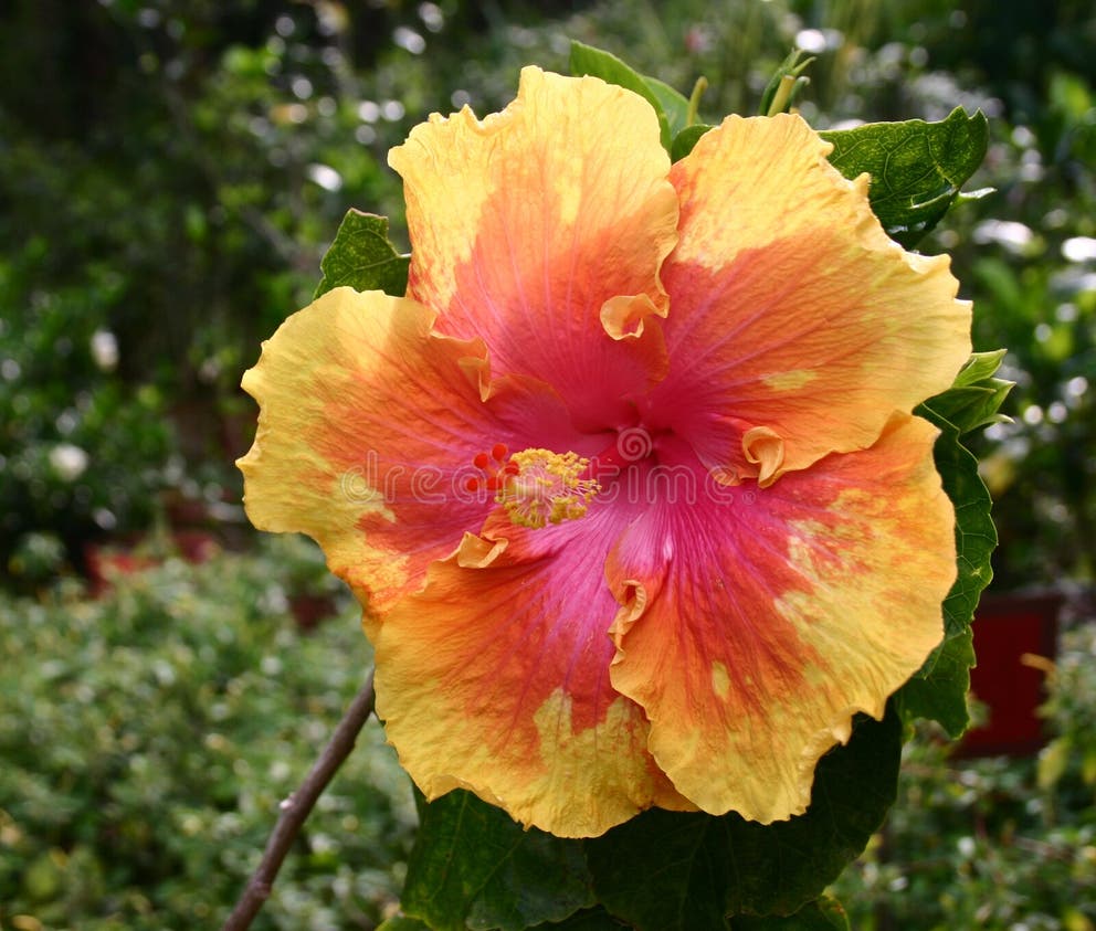 416 Giant Hibiscus Flower Stock Photos - Free & Royalty-Free Stock ...