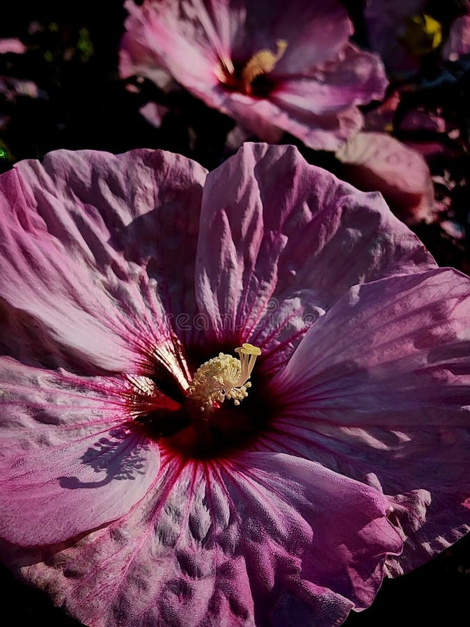 Giant Hibiscus Art Nature Flower Abstract Stock Photo - Image of giant ...
