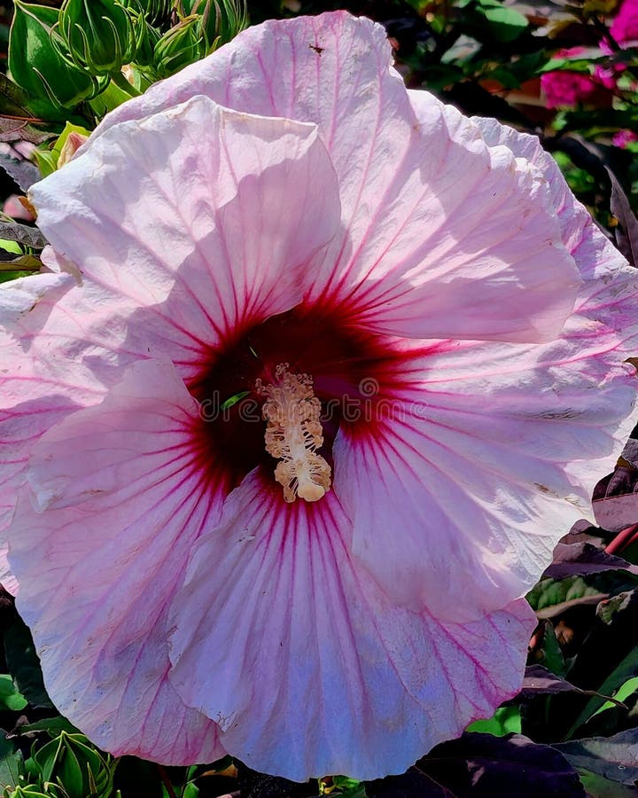 511 Giant Hibiscus Flower Stock Photos - Free & Royalty-Free Stock ...