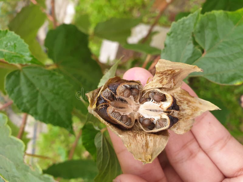How You Collect Hibiscus Seeds