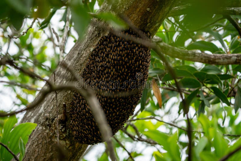 Giant Honey Bee Apis Dorsata Stock Image - Image of dorsata, nature ...