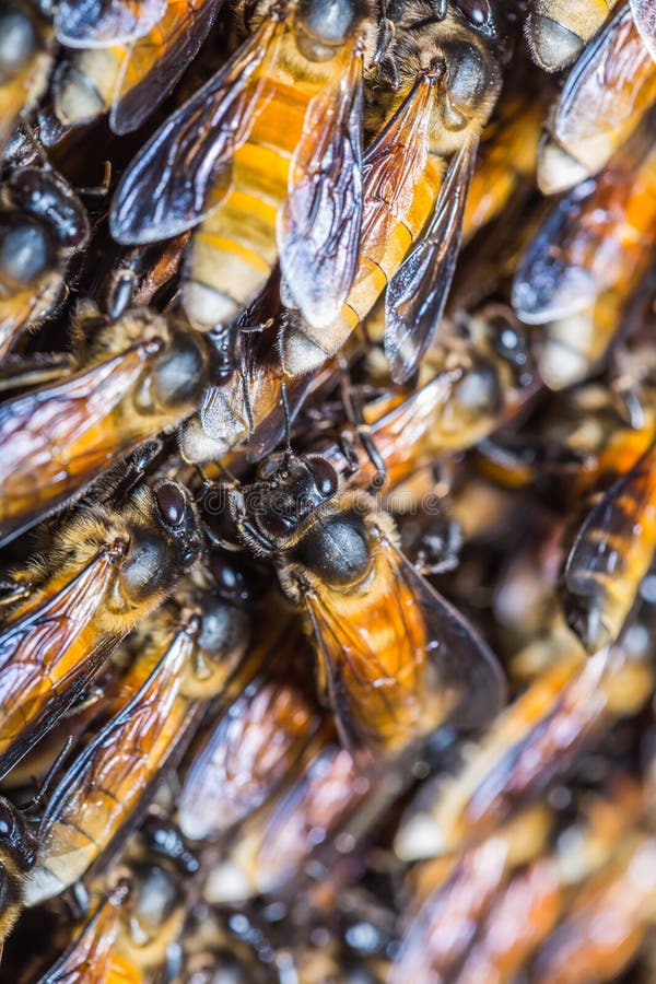 Giant honey bees stock image. Image of colony, honey - 47039653