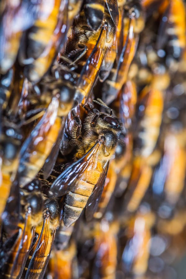 Giant honey bees stock photo. Image of dorsata, nature - 47246688
