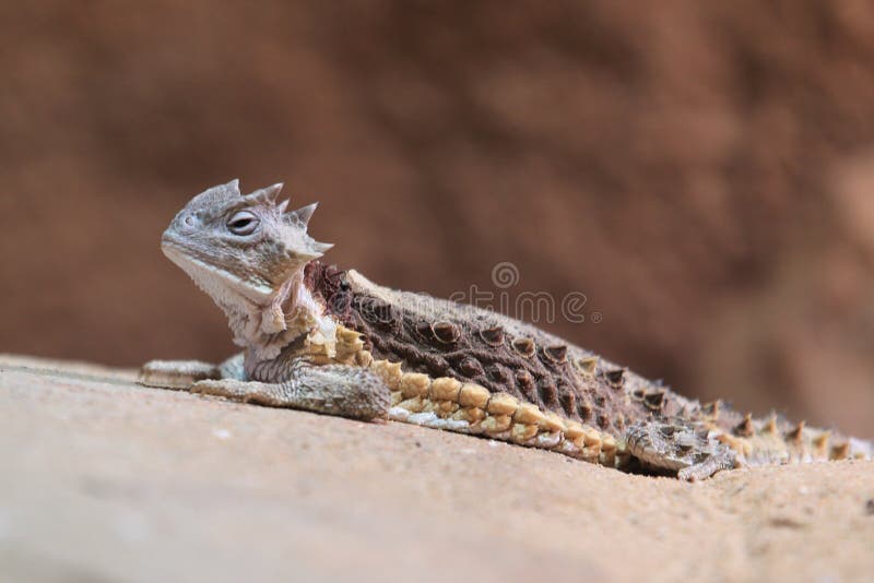 Giant horned lizard stock photo. Image of asio, rock - 256023042