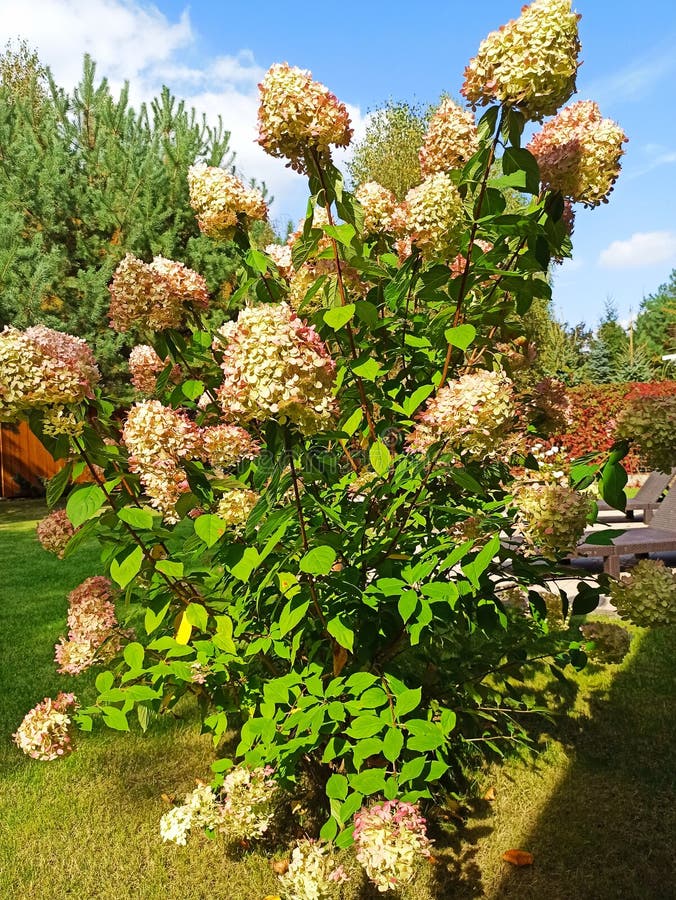 Giant Hydrangea in the Garden Stock Image - Image of plant, tree: 229839539
