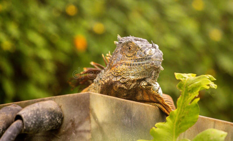 A Giant Iguana Lizard Enjoys Relaxing Up High so they Can Oversee ...