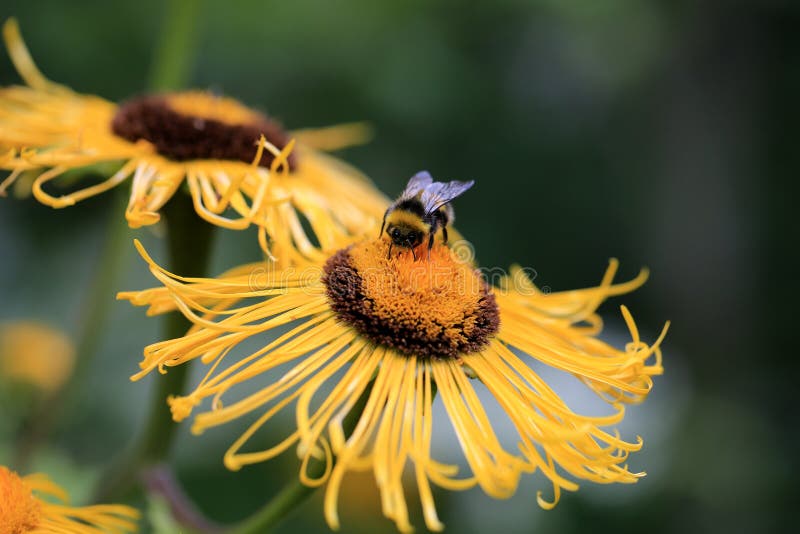 Giant Inula Helenium Flowers Bumblebee Stock Photos - Free & Royalty ...