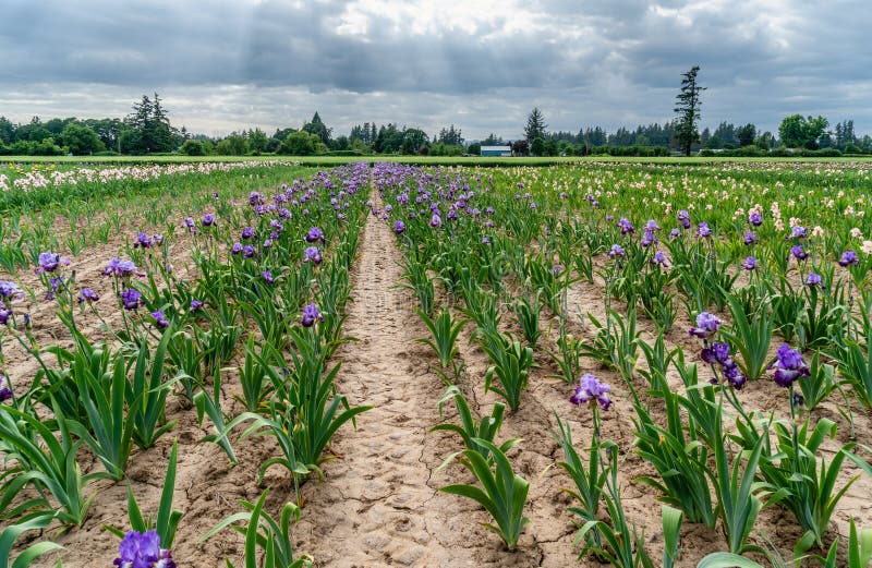 Giant Iris Field 10 stock image. Image of horticulture - 280015737