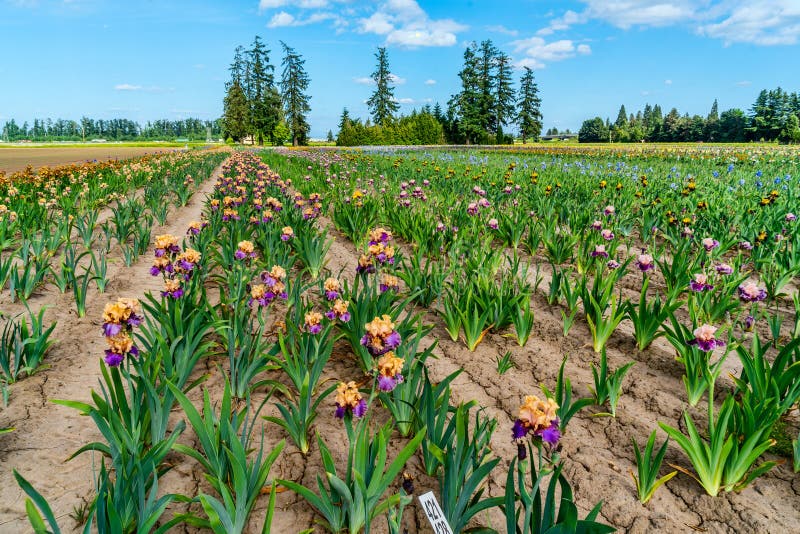 Giant Iris Field 3 stock image. Image of iris, travel - 280015769
