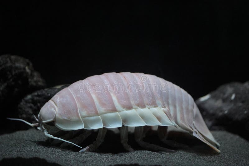 Giant Isopod stock photo. Image of deep, giant, ocean - 390791782