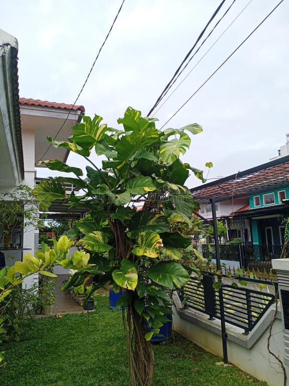 Giant Ivory Betel Leaf at Tree Stock Photo - Image of tree, ivory ...