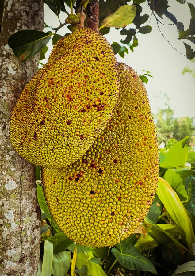 Giant Jackfruit that is almost Ripe on the Tree Stock Image - Image of exotic, freshness: 305179473