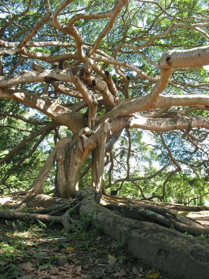 20+ Roots fig tree Free Stock Photos - StockFreeImages 20+ Roots fig tree Free Stock Photos - StockFreeImages