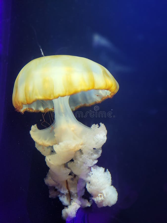 Giant jelly fish stock image. Image of yellow, jelly - 272587001