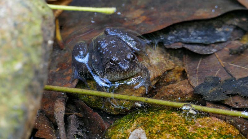 Giant Jungle Toad in Creek. Stock Footage - Video of body, jungle ...