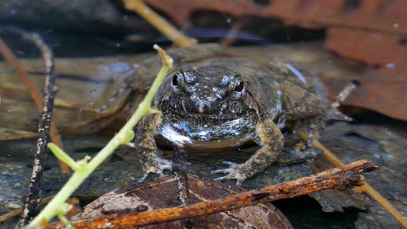 Giant Jungle Toad in Creek. Stock Footage - Video of body, jungle ...