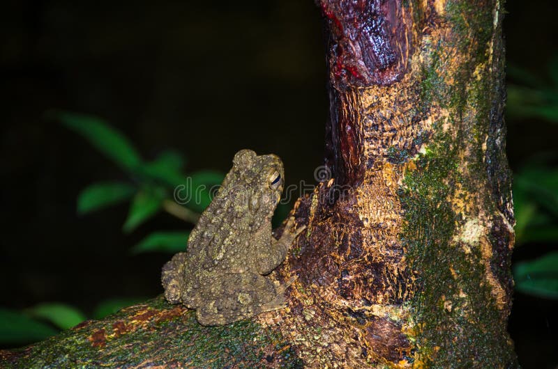 Giant Jungle Toad or River Toad , Asian Giant Toad Phrynoidis Aspera ...