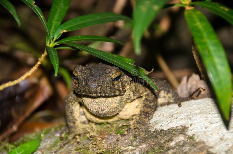 Phrynoidis Aspera (River Toad, Rough Toad, Giant Asian Toad, Kodok ...