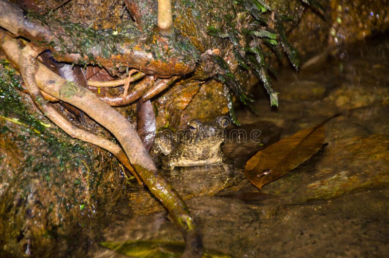 Phrynoidis Aspera (River Toad, Rough Toad, Giant Asian Toad, Kodok ...