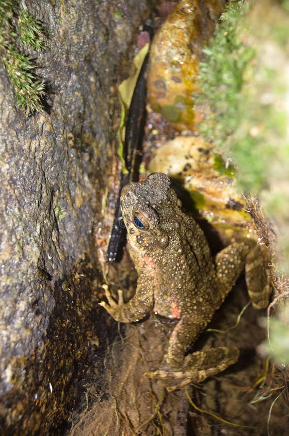 Phrynoidis Aspera (River Toad, Rough Toad, Giant Asian Toad, Kodok ...