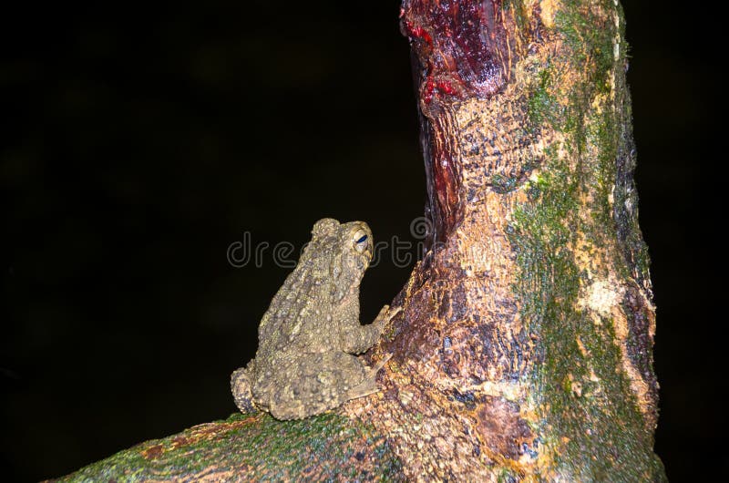 Phrynoidis Aspera (River Toad, Rough Toad, Giant Asian Toad, Kodok ...