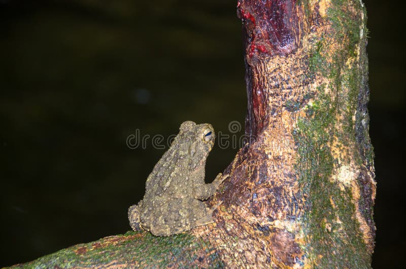 Phrynoidis Aspera (River Toad, Rough Toad, Giant Asian Toad, Kodok ...