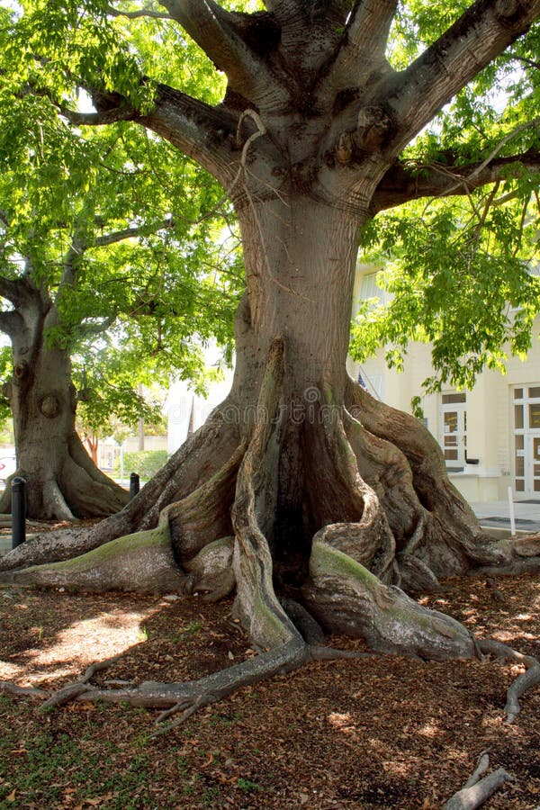 Ancient kapok tree stock photo. Image of tree, ancient - 6709138