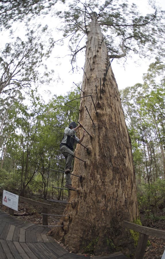 Giant Karri Tree Called Goucester Tree Near Pemberton In Western ...