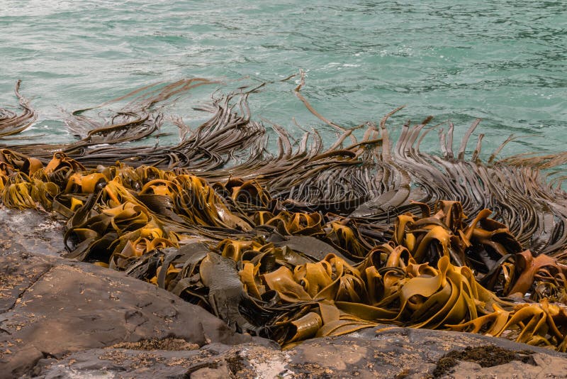 Giant Kelp Growing stock photo. Image of channel, beautiful - 46239648