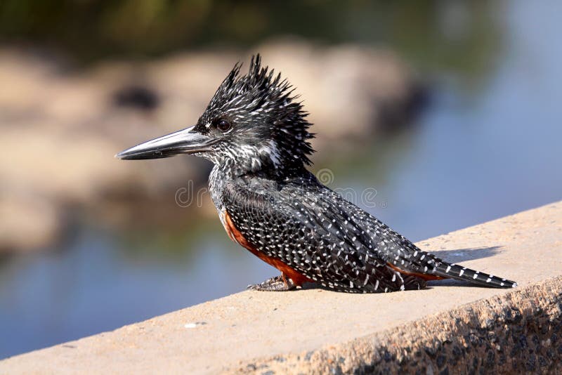 Giant Kingfisher bird stock image. Image of detail, overlooking - 49776685