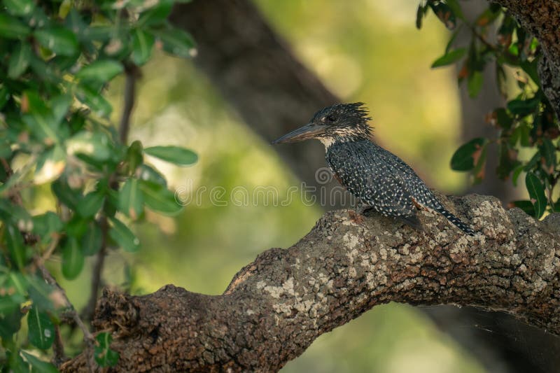 Giant Kingfisher Watches Camera from Leafy Tree Stock Photo - Image of ...