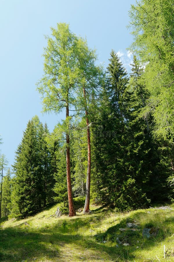 Giant Larch Tree stock photo. Image of green, trees - 101712438