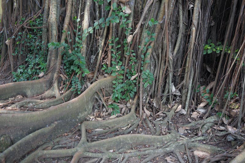 Giant large buttress root stock image. Image of grow - 153247189