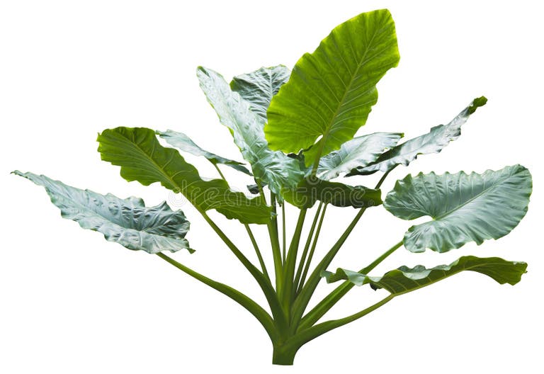 Giant leaf stock photo. Image of dramatic, giant, botany - 29027040