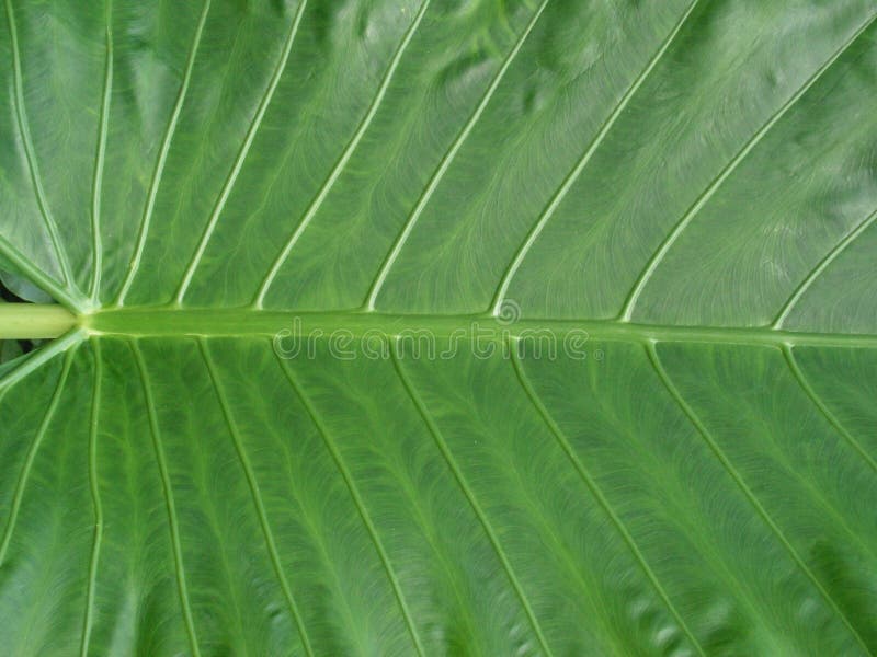 Giant Leaf Picture. Image: 848563