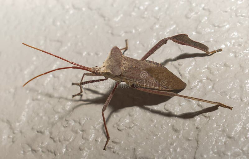 Giant Leaf Footed Bug - Acanthocephala Declivis Stock Photo - Image of ...